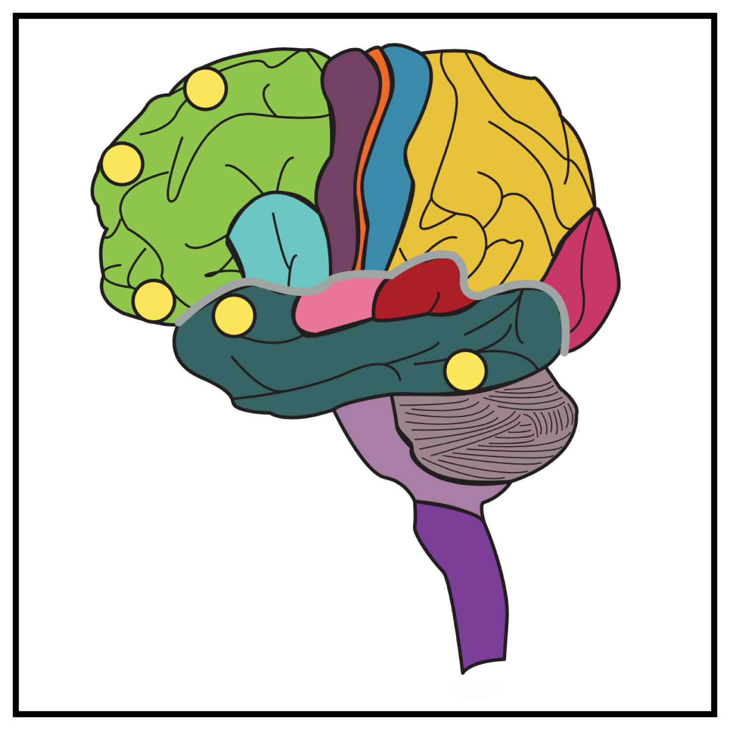 Lateral Human Brain: 4th Neuro Drawing