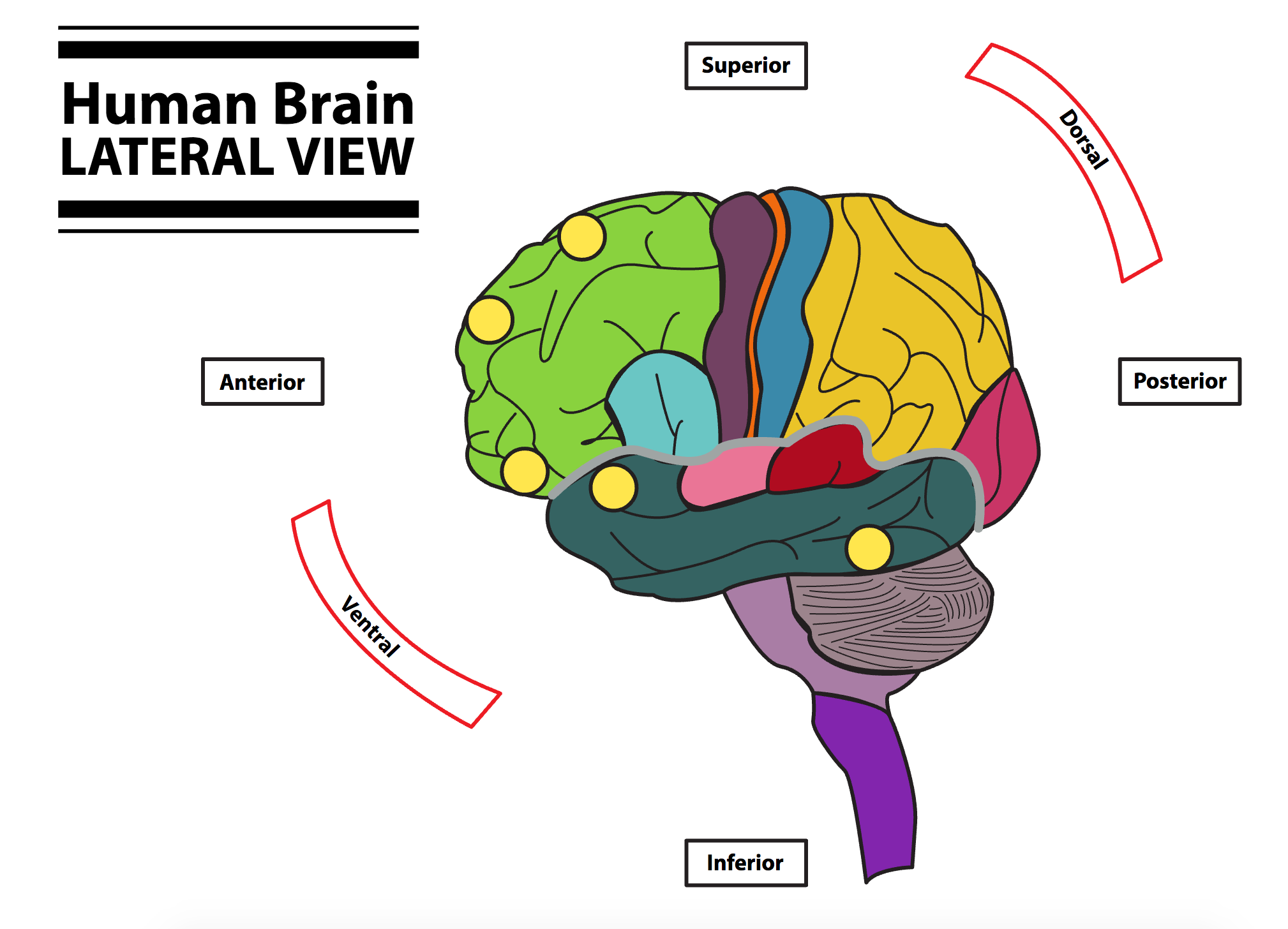 Interactive Lateral Brain Drawing